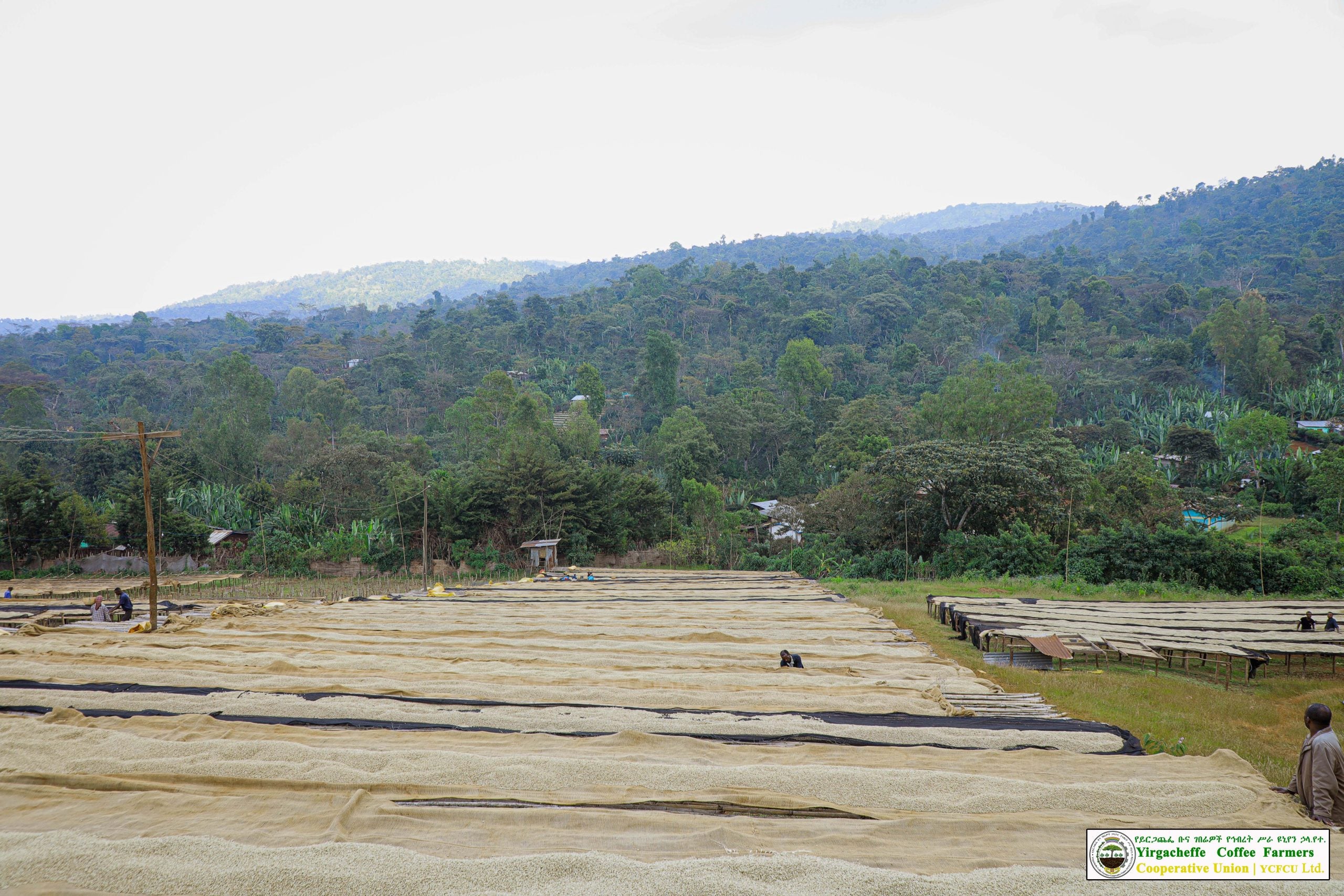 Single Origin Ethiopia Yirgacheffe - Caravan Coffee