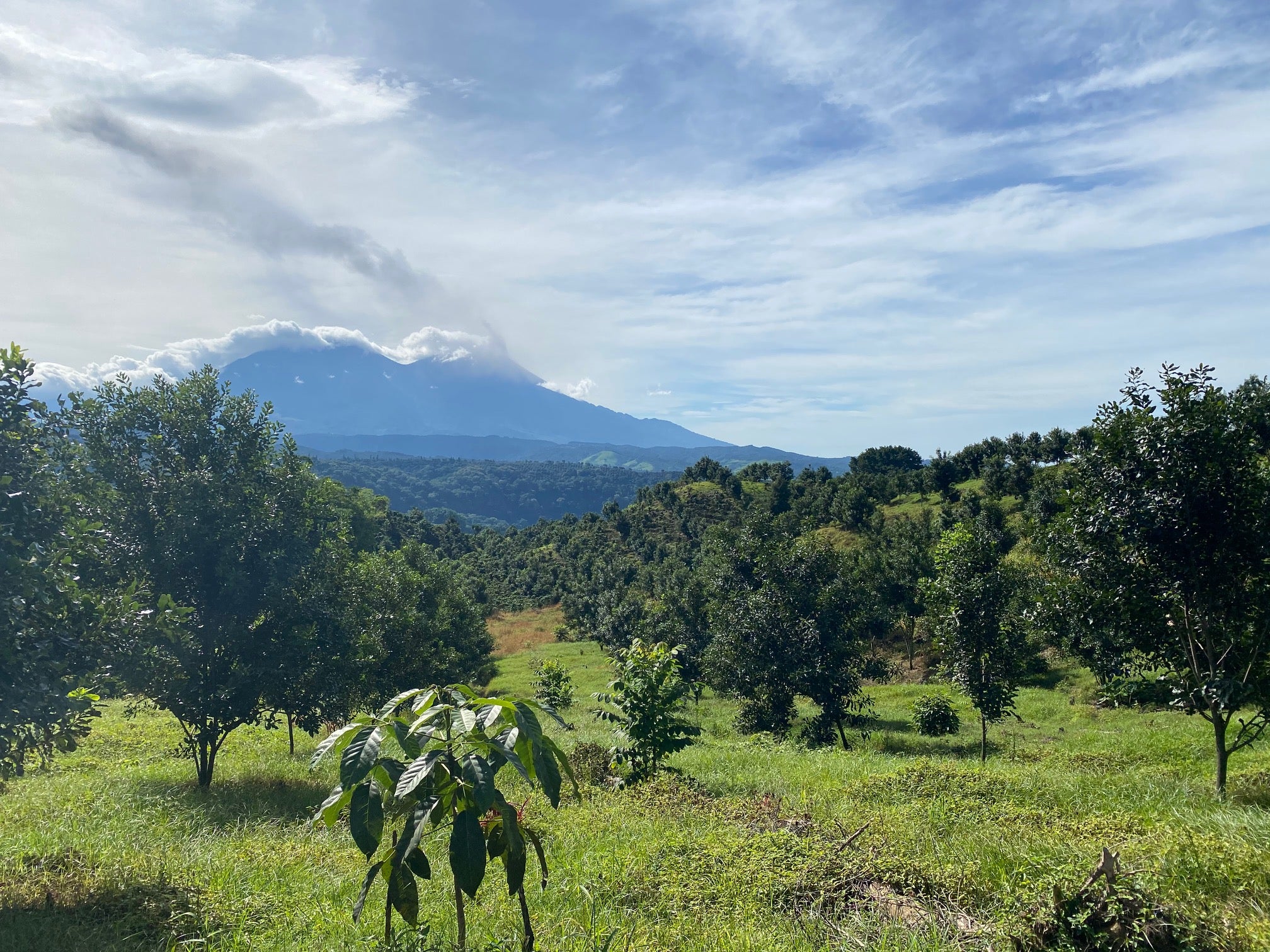 Guatemala El Pacayal - Caravan Coffee