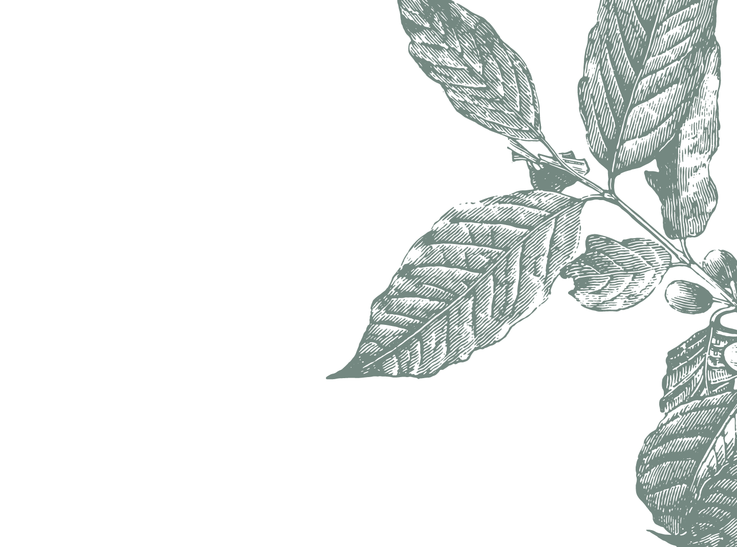 Coffee – Caravan Coffee